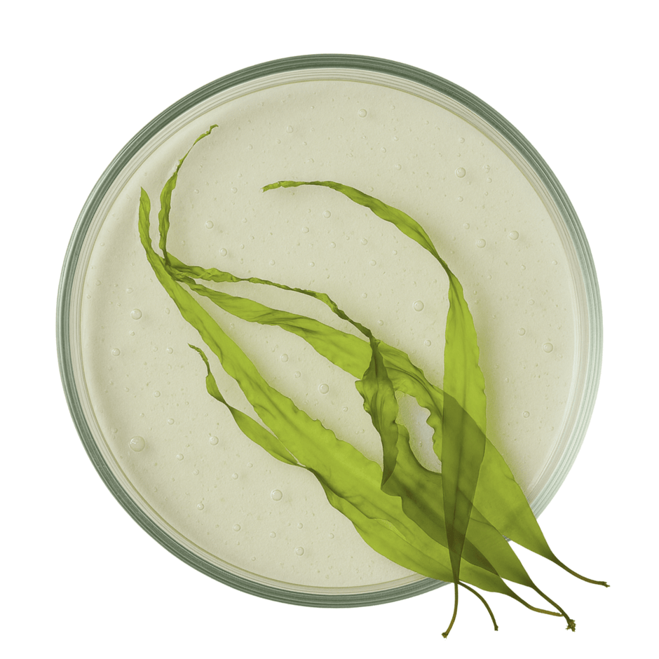 Giant Sea Kelp Extract – Pravada Private Label