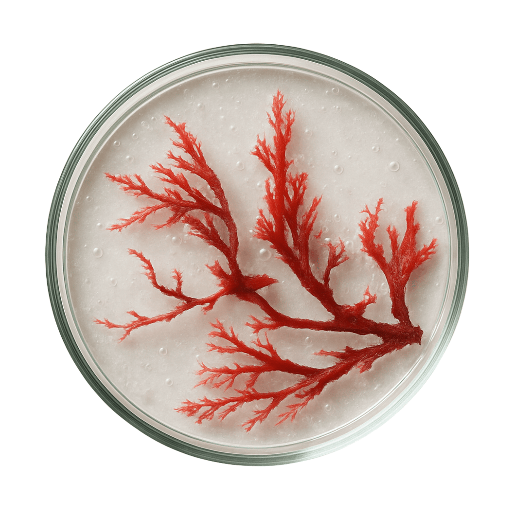 Red Algae Extract | Antioxidant & Hydration Benefits – Pravada Private ...